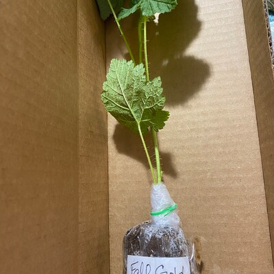 Fall Gold Raspberry Starter Plant Sweet Raspberries Yellow Berry Fruit ...