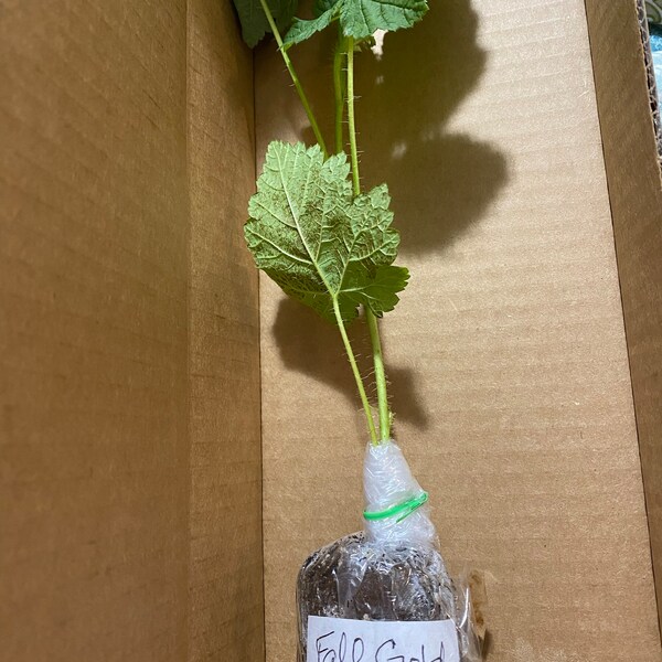 Fall Gold Raspberry Starter Plant Sweet Raspberries Yellow Berry Fruit ...