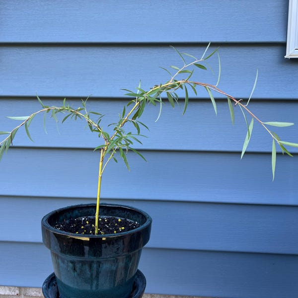 Weeping Corkscrew Willow Sapling in Nursery Pot. Live Rooted Salix ...