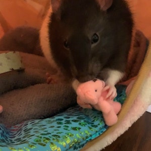 Rat Teddy Bear, Teddies for Rats - Etsy UK