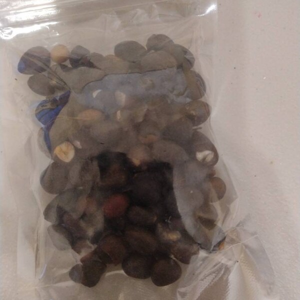 Natural Chewing Sponge,taakotsa,sawie From Ghana (100g) - Etsy