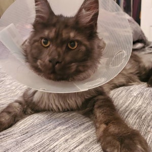 Rowan Ogham Wooden Pipe for Smoking / Tobacco Sherlock Pipe / | Etsy