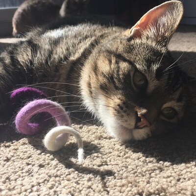 Three Candy-coated Popcorn Cat Toys Filled With Organic Catnip - Etsy