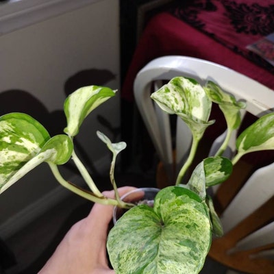 Potho Manjula High Viraigation Rare Cuttings & Established - Etsy