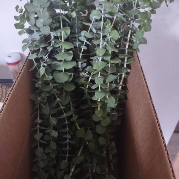 Fresh Eucalyptus Shower Bundle, Eucalyptus Shower Bundle, Indoor ...