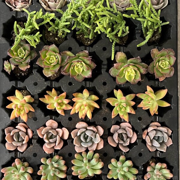 Assorted Live Rooted Succulent Plugs | Great for Baby Showers, Wedding ...