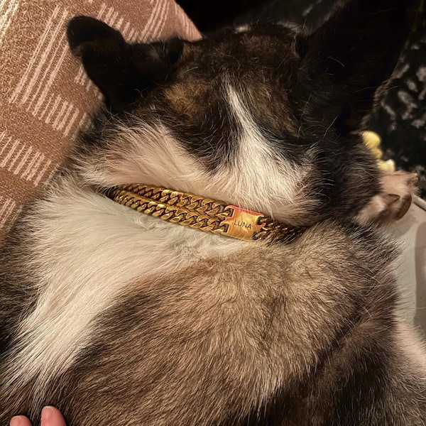 Personalized Cuban Chain, Cuban Chain Dog, Gold Chain Dog,id Link Dog ...