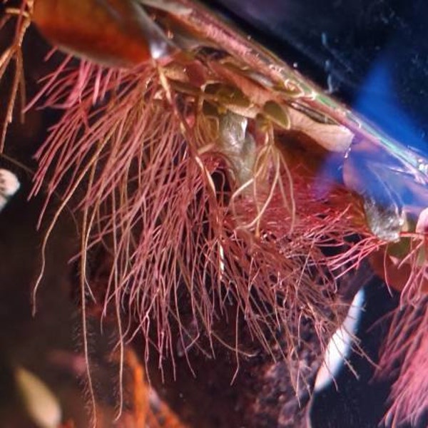 Red Root Floater, Phyllanthus Fluitans, Live Aquarium/floating/pond/aquatic Plant, Aquascaping ...