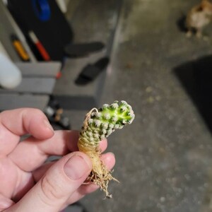 Rebutia Muscula Touchable Cactus in 6 Inch Pot E 250 - Etsy