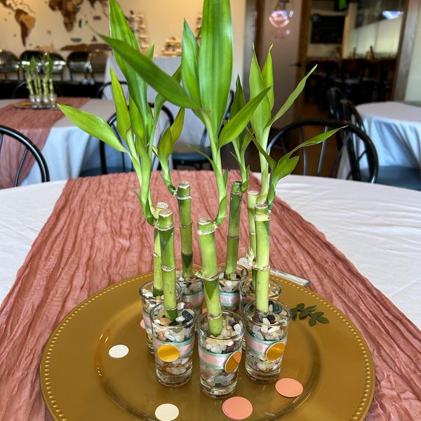 7 Lucky Bamboo 4 Inches Each, Gift, Feng Shui, Perennial Indoor, Just ...