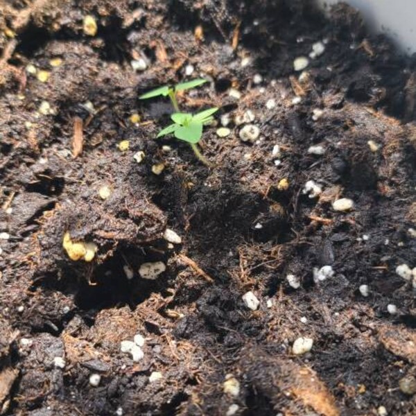 Firecracker Chili Pepper Seeds, Edible Ornamental Pepper, Heirloom Hot ...