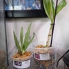 Mini Orchids - Rare - Perfect for Terrariums, Lonopsis, Mini Vandas ...