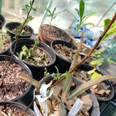 Bush Cherry 2 Pack, Prunus Beseyi, Hansen's Bush Pie Cherry Tree ...