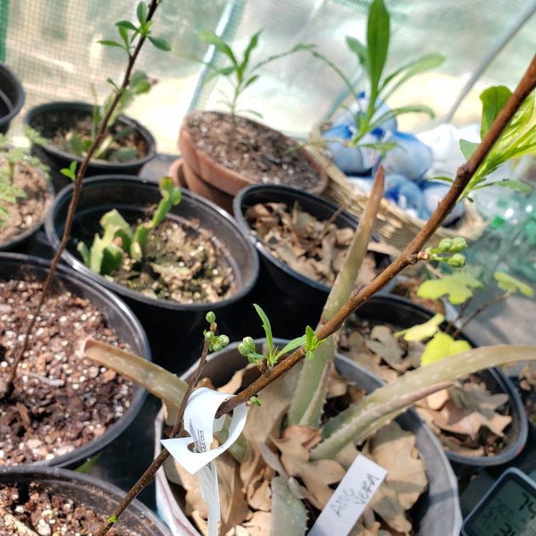 Bush Cherry (2 Pack), Prunus Beseyi, Hansen's Bush Pie Cherry Tree ...