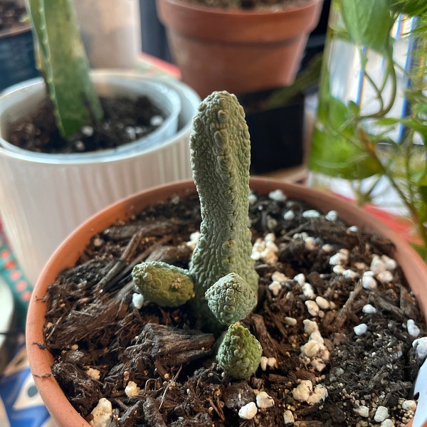 Rare Succulent - Pseudolithos Caput-viperae Hybrid (2”), Live Plant - Etsy