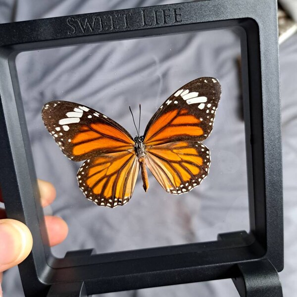 Real Butterfly 3D Floating Frame With Support Base ,original Butterfly ...