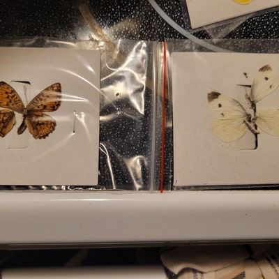 5-100PCS Real Butterfly Specimen Taxidermy Insect Butterflies Decor ...