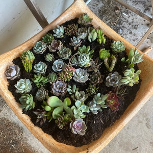 Assorted Live Rooted Succulent Plugs Great for Baby Showers, Wedding ...