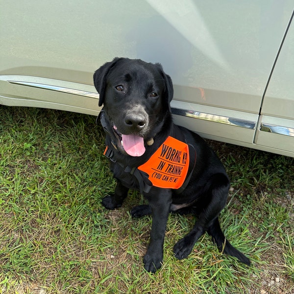 Vest (adjustable Size), "in Training Do Not Approach", Light Weight Sd ...