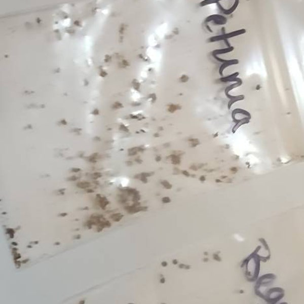 20 Purple Petunia Bullseye Flower Seeds for Spring Summer Blue Yellow ...