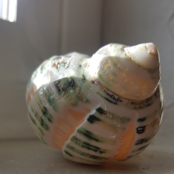 Polished Side Band Green Turbo Shells ~2"-2-1/2"~ Craft Seashell (1 ...