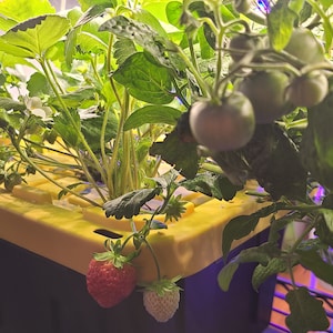 5 Heritage Everbearing Red Raspberry Plants 5 Large 1 Year - Etsy