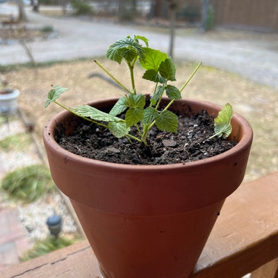 Fall Gold Raspberry Starter Plant Sweet Raspberries Yellow Berry Fruit ...