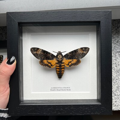 The Blushing Phantom Butterfly in Box Frame cithaerias Pireta - Etsy
