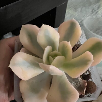 Lithops Aucampiae 'jackson's Jade' C395 10 Seeds - Etsy