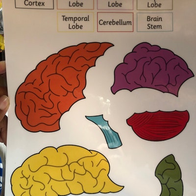 Human Brain Anatomy Printable Activity, Brain Puzzle, Brain Parts ...
