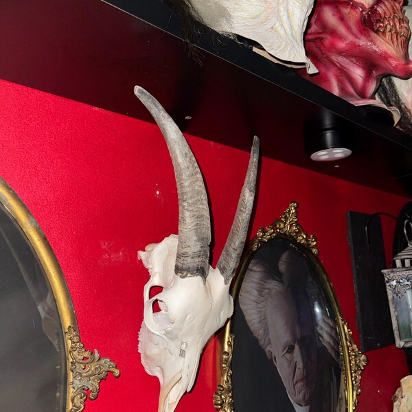 Real Young Goat Skull With Jaw, Perfectly Clean Animal Skull, Real ...