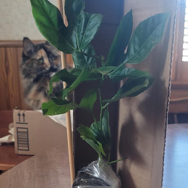 Royal Intenz Magnifica Medinilla Plant~~live Well Rooted Starter Plant ...