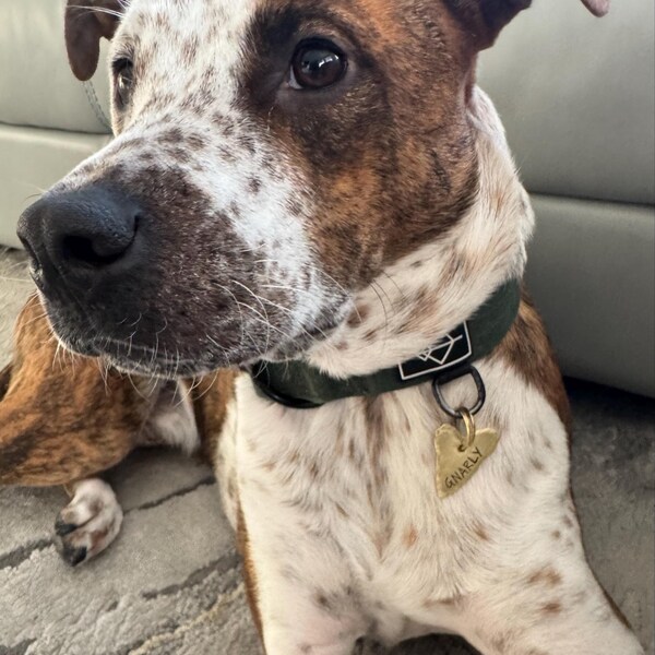 Dog Tag, Dog Tags for Dogs, Dog Tags, Pet Id Tag, the Tardis, Phone ...