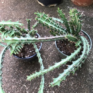 Crassula Ovata Ets Fingers Jade Rare Succulent Live Plant - Etsy