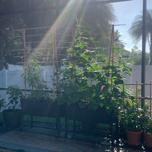 Hardwood Trellis - A Frame, 4ft and 6ft Plant Playground, Fun for ...