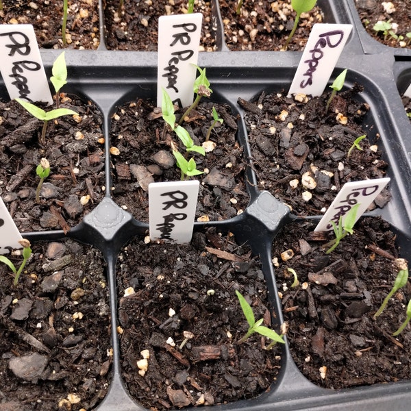 SEEDS Aji Dulce Puerto Rico Sweet Pepper | 75 Heirloom Seeds | Capsicum ...