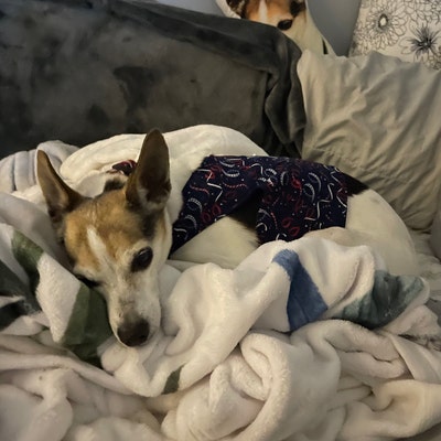 University of Michigan Dog Coat - Etsy