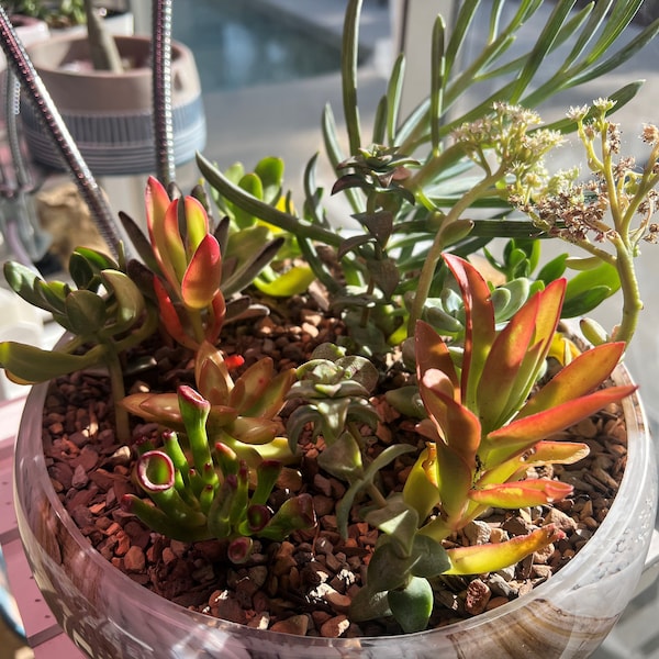 Blue Chalk Sticks，curio Repens, Easy Grow Hardy Succulents, Beautiful ...