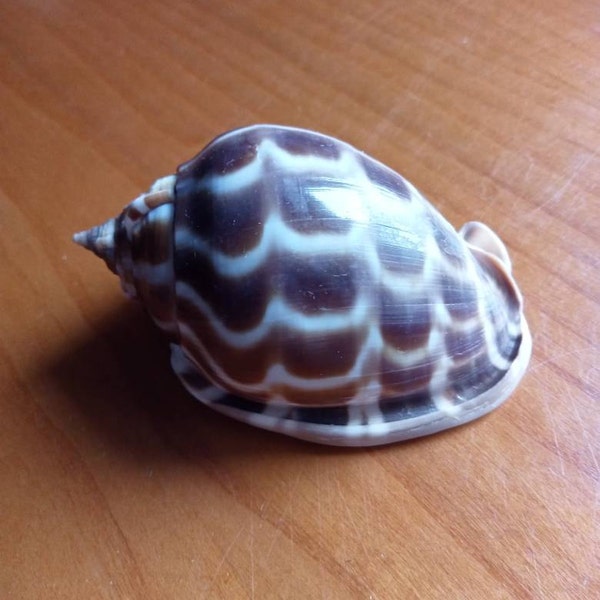 Seashell Spondylus Imperialis | Spondylidae | Imperial Thorny Oyster ...