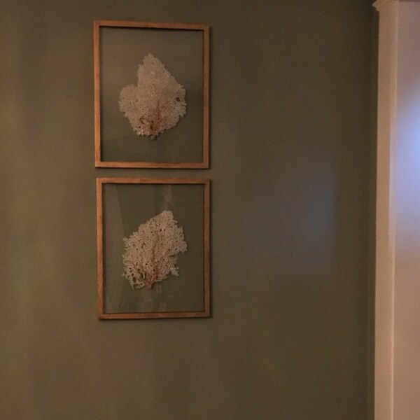 1 Framed Sea Fan Art - Custom Color - Etsy