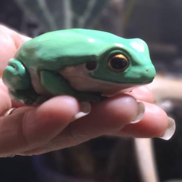 Lovely Peepo Pepe Apu Frog Friend Deskpal - Etsy