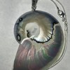 Large Strombus Seashell Pendant Sunburst of Center Cut Shells in Black ...