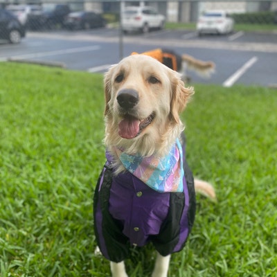 Baby Shark Derp Derp Bandana - Etsy