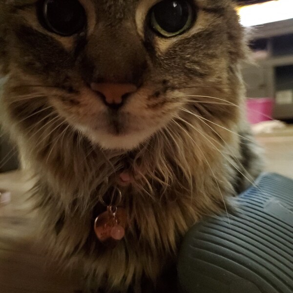 Congratulations on Your Exam Results Custom Handmade Card, Gold Card ...