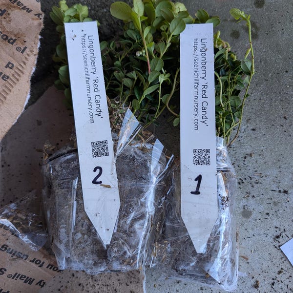 Cascade Harvest Red Raspberry- Very Large Firm Berries, Very Good ...