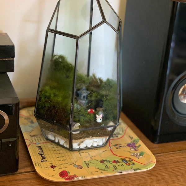 Bioactive Terrarium Kit With Live Moss With Terrarium Container ...