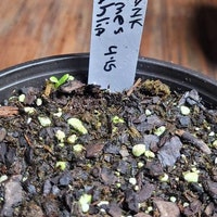 Black Magic Hybrid Tea Rose Seeds perennial authentic Seeds-flowers ...