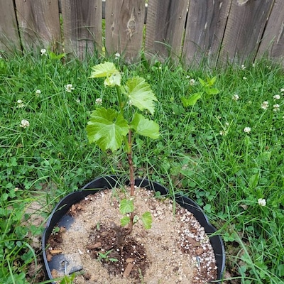 Ranunculus Aviv Rose Buy 4 Get 1 Free - Etsy