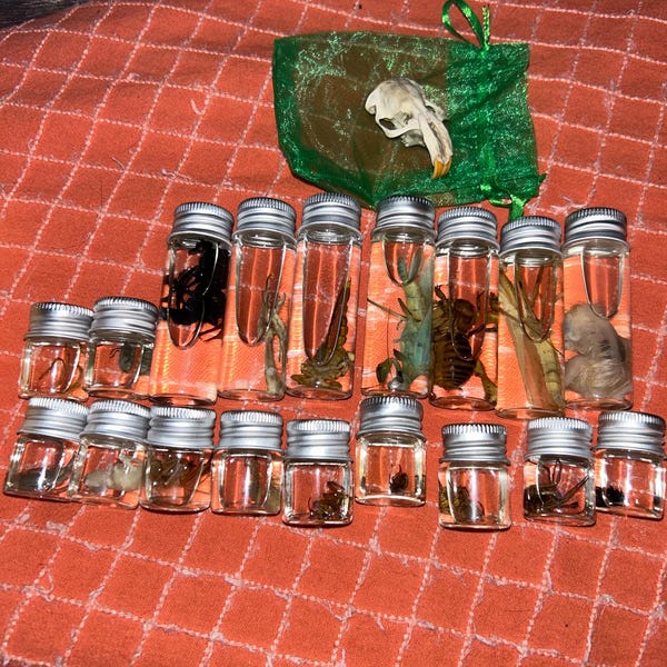 Real Small Animal Bone Set - Etsy