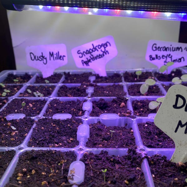 Cream Amandine Ranunculus Corms, 5 Corms, Size 5-6 Cm, Persian ...